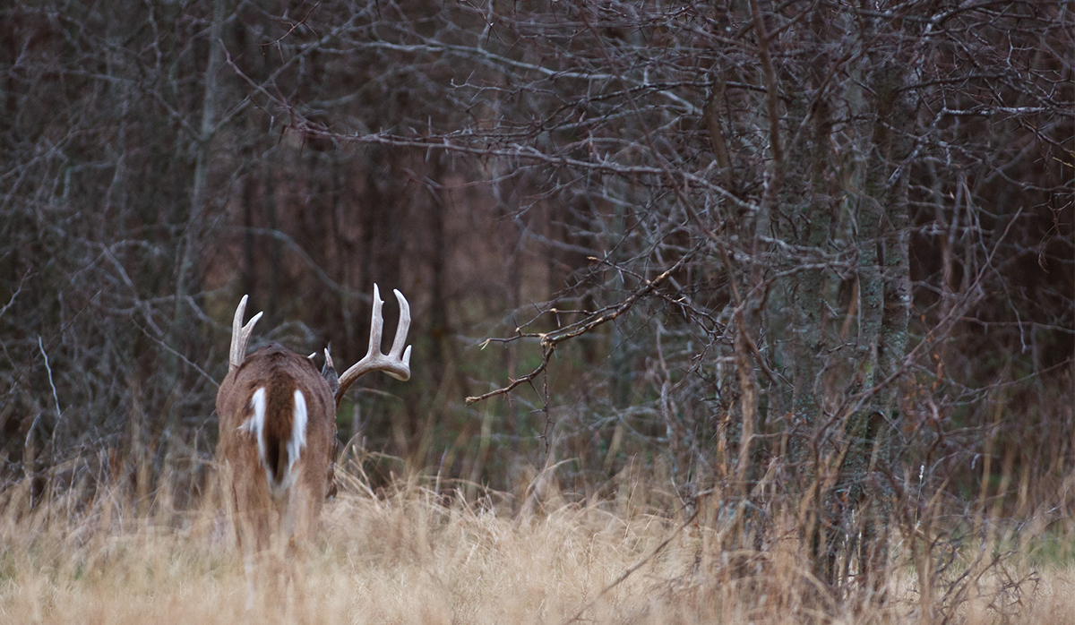 Where the Biggest Booner Bucks Are Coming from Now - Realtree Store