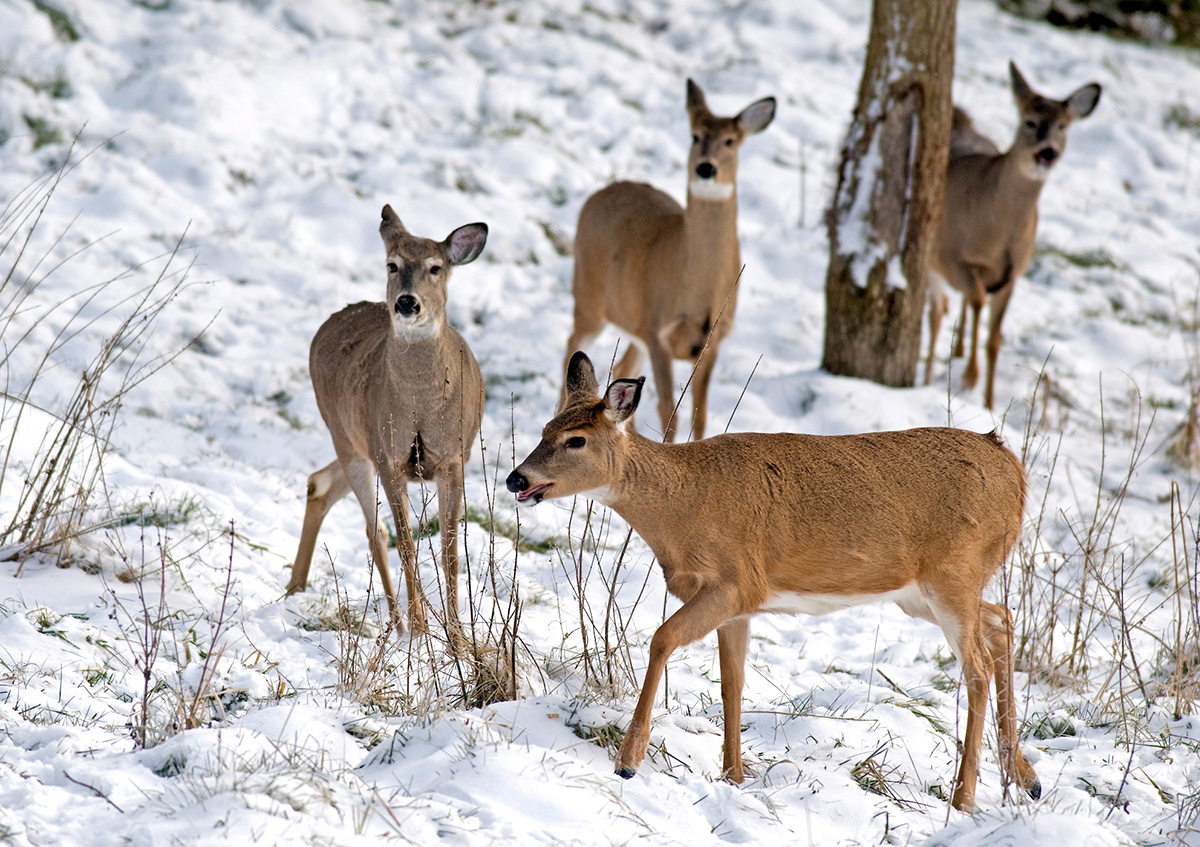 Meat Hunter's Rules for Shooting the Right Deer - Realtree Store