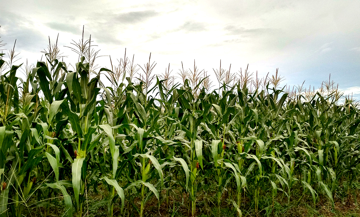 Food Plot Seed: How to Plant Corn - Realtree Store