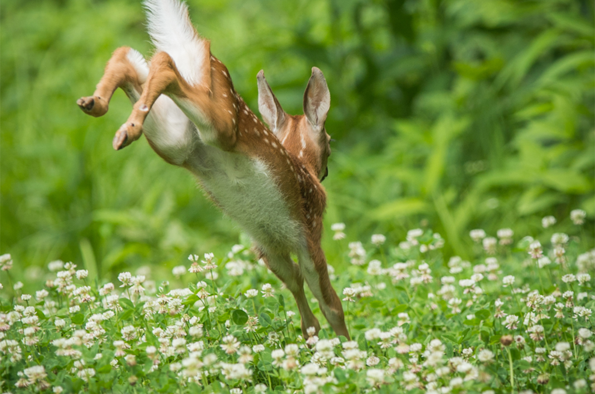 Food Plot Seed: How to Plant White Clover - Realtree Store