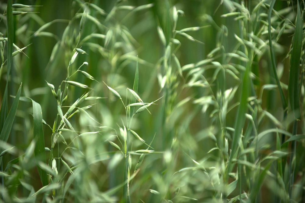 Food Plot Seed: How to Plant Oats - Realtree Store