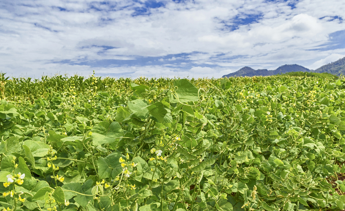 Food Plot Seed: How to Plant Lablab - Realtree Store