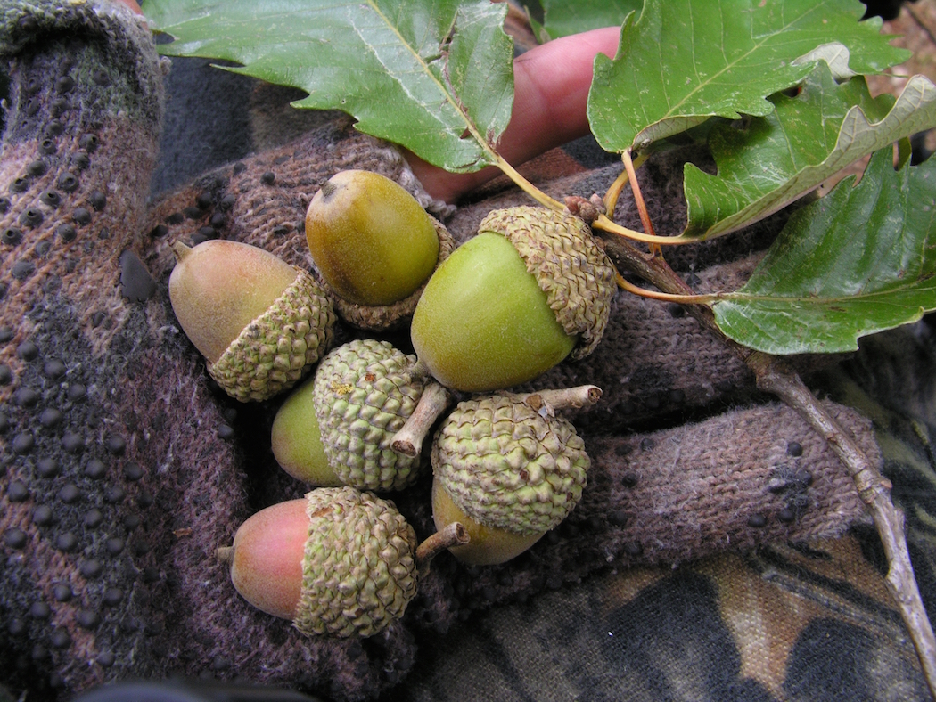 Everything You Need to Know About Acorns - Realtree Store