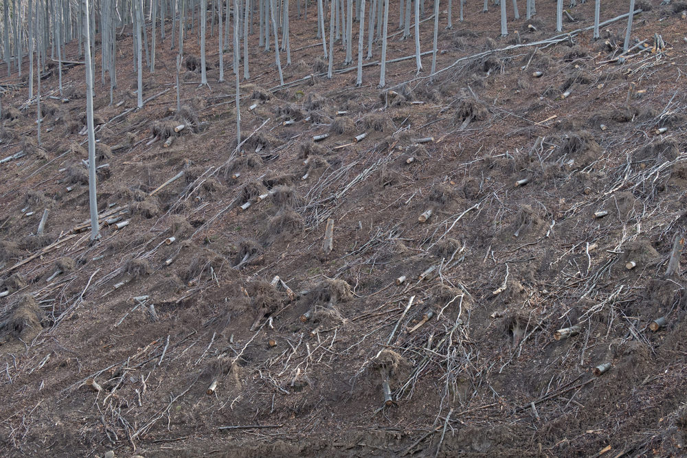 15 Places Big Bucks Bed That Deer Hunters Should Hunt - Realtree Store