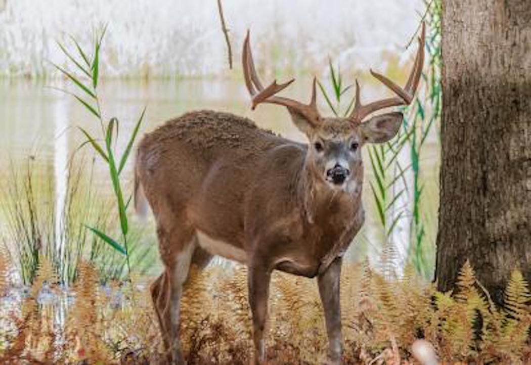 Deer Hunting in Mississippi - Realtree Store