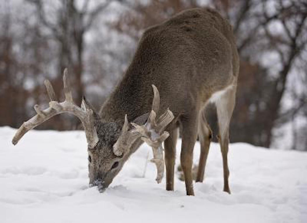 Deer Hunting in New York - Realtree Store